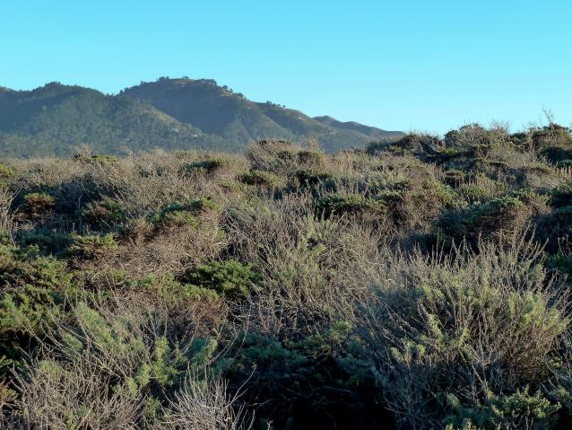 Plants and Geology - Point Lobos Foundation
